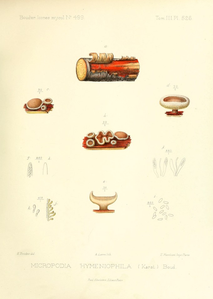 Mushrooms: Cellist Zoë Keating Brings to Life Sylvia Plath’s Poem About ...