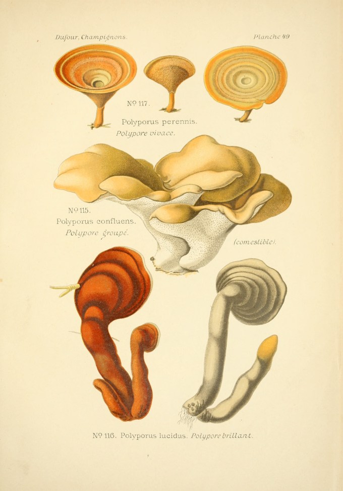 Mushrooms: Cellist Zoë Keating Brings to Life Sylvia Plath’s Poem About ...
