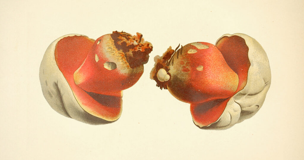 Nature Is Always Listening: The Science of Mushrooms, Music, and How ...