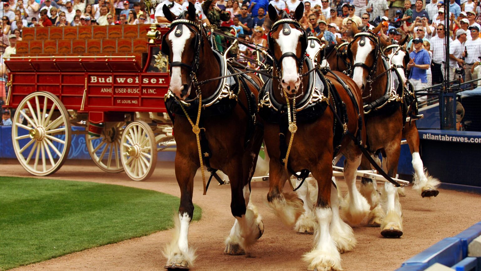 How the Budweiser Clydesdales Became a Commercial Success – OAK COVER ...